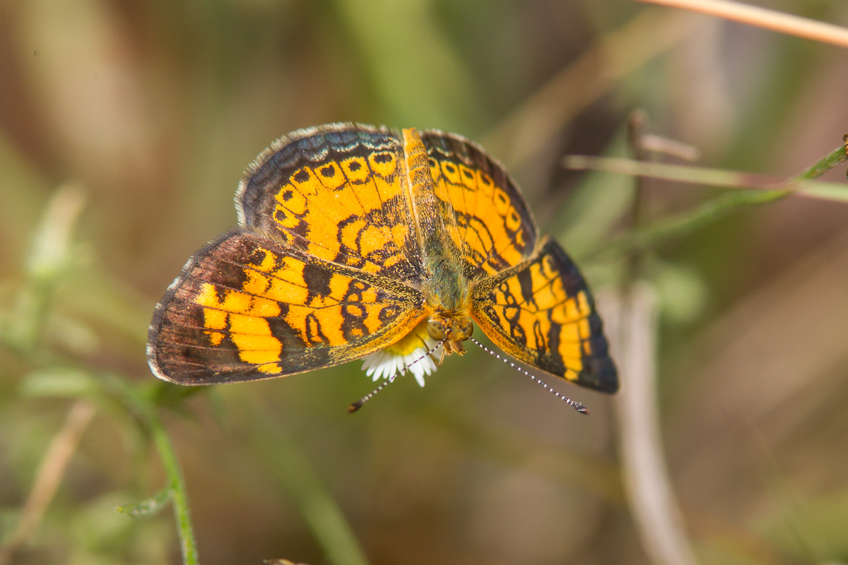 Pearl Crescent (Phyciodes tharos)