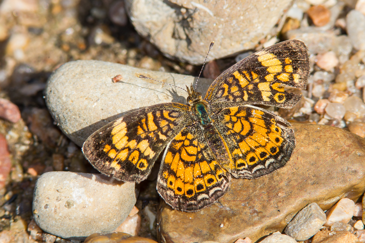 Pearl Crescent (Phyciodes tharos)