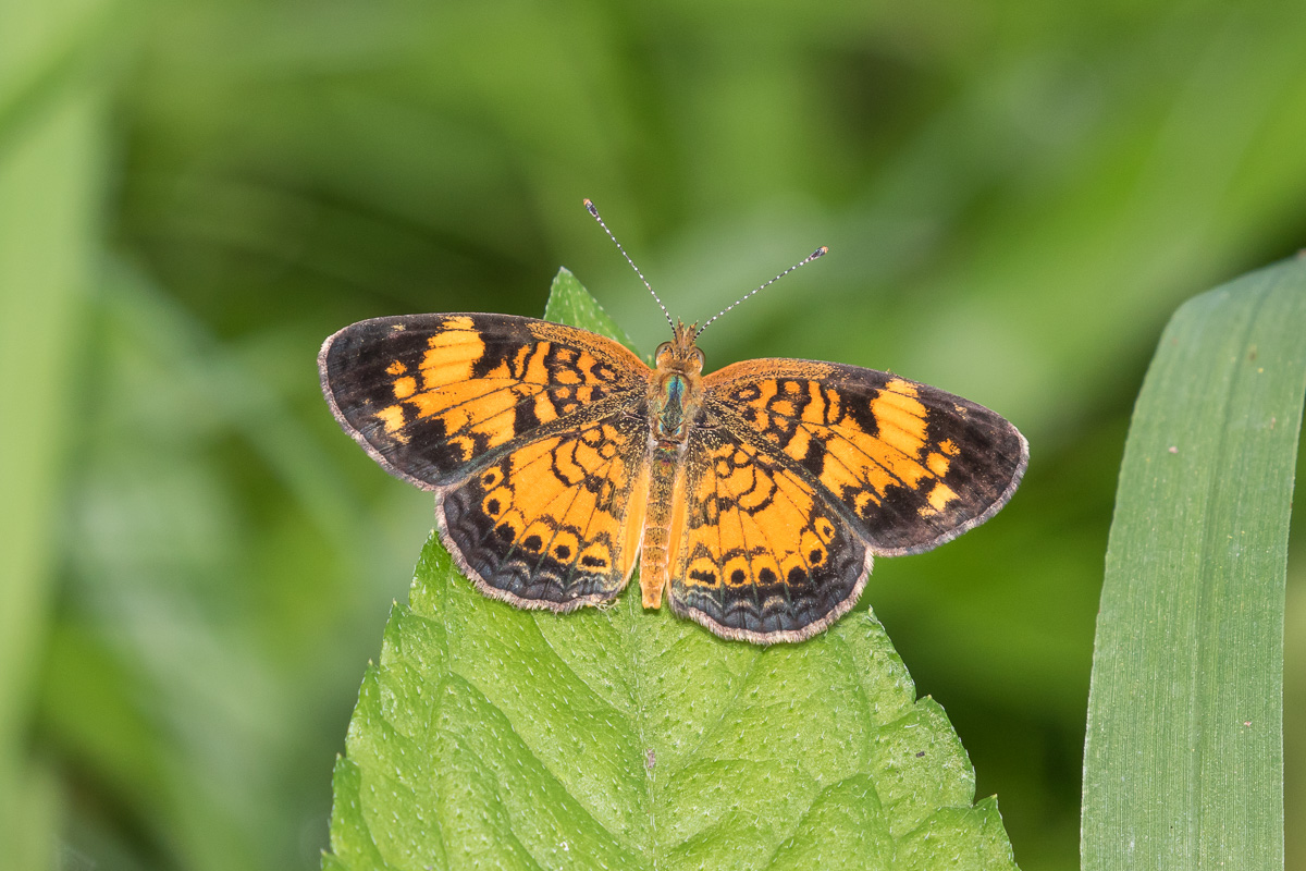Pearl Crescent (Phyciodes tharos)
