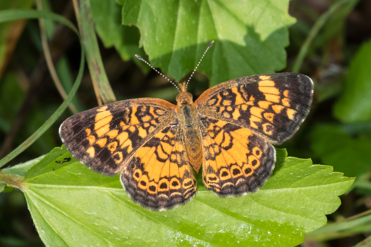Pearl Crescent (Phyciodes tharos)