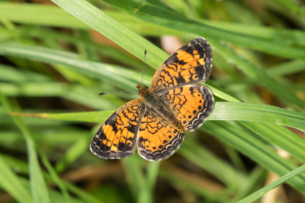 Pearl Crescent (Phyciodes tharos)