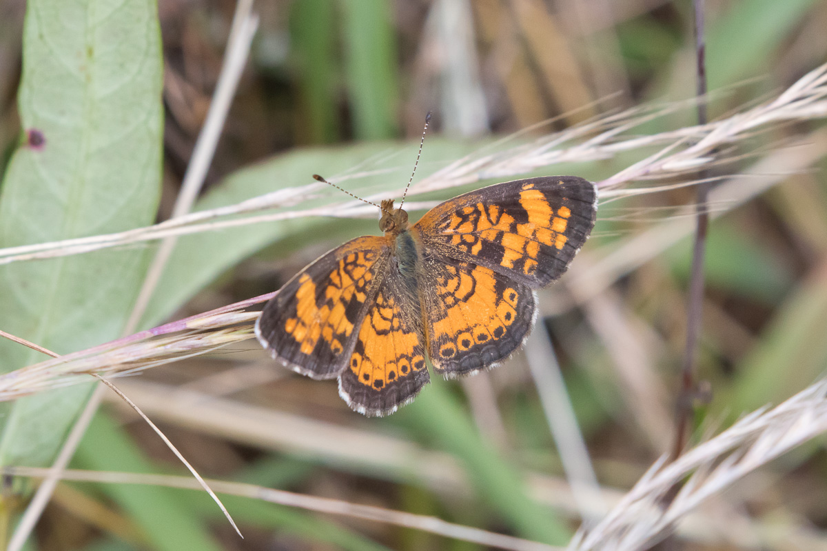 Pearl Crescent (Phyciodes tharos)