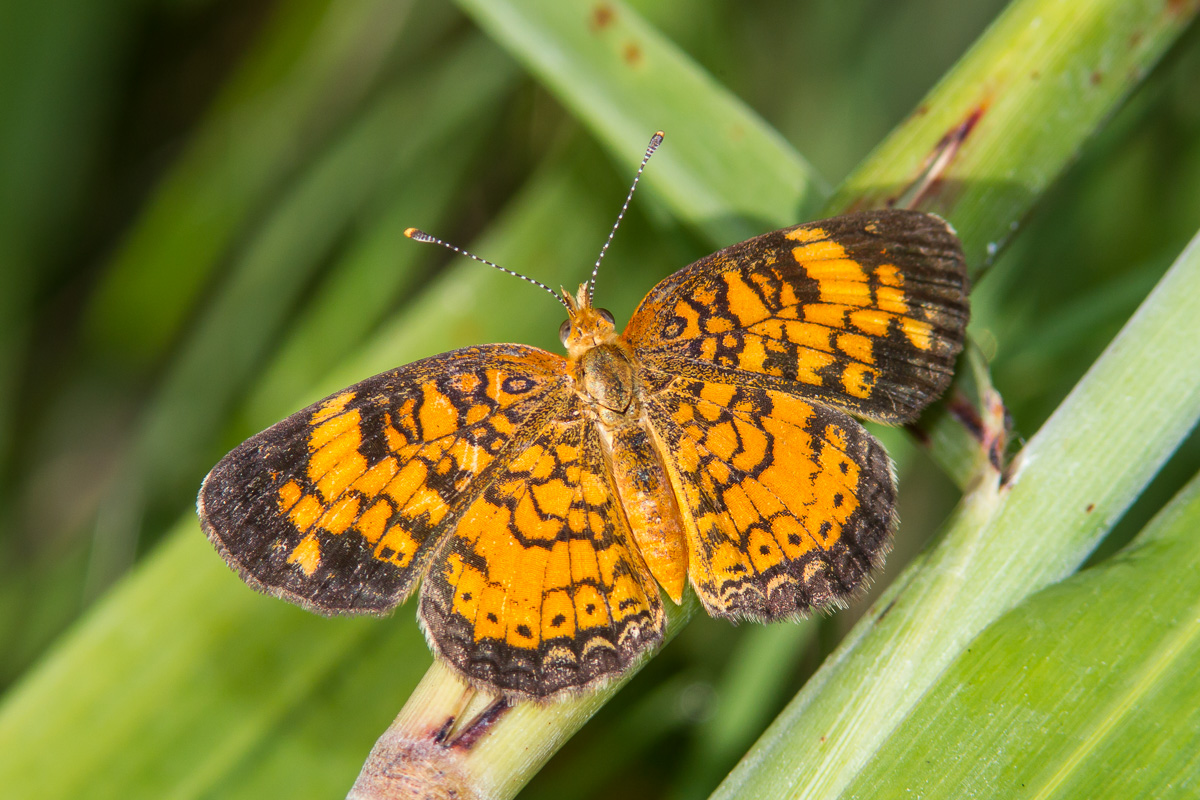 Pearl Crescent (Phyciodes tharos)