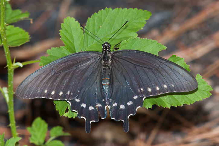 Pipevine Swallowtail (Battus philenor)
