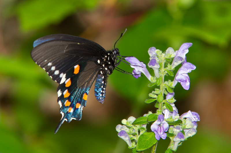 Pipevine Swallowtail (Battus philenor)