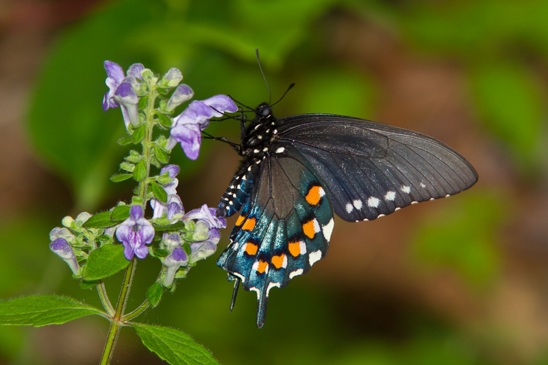 Pipevine Swallowtail (Battus philenor)