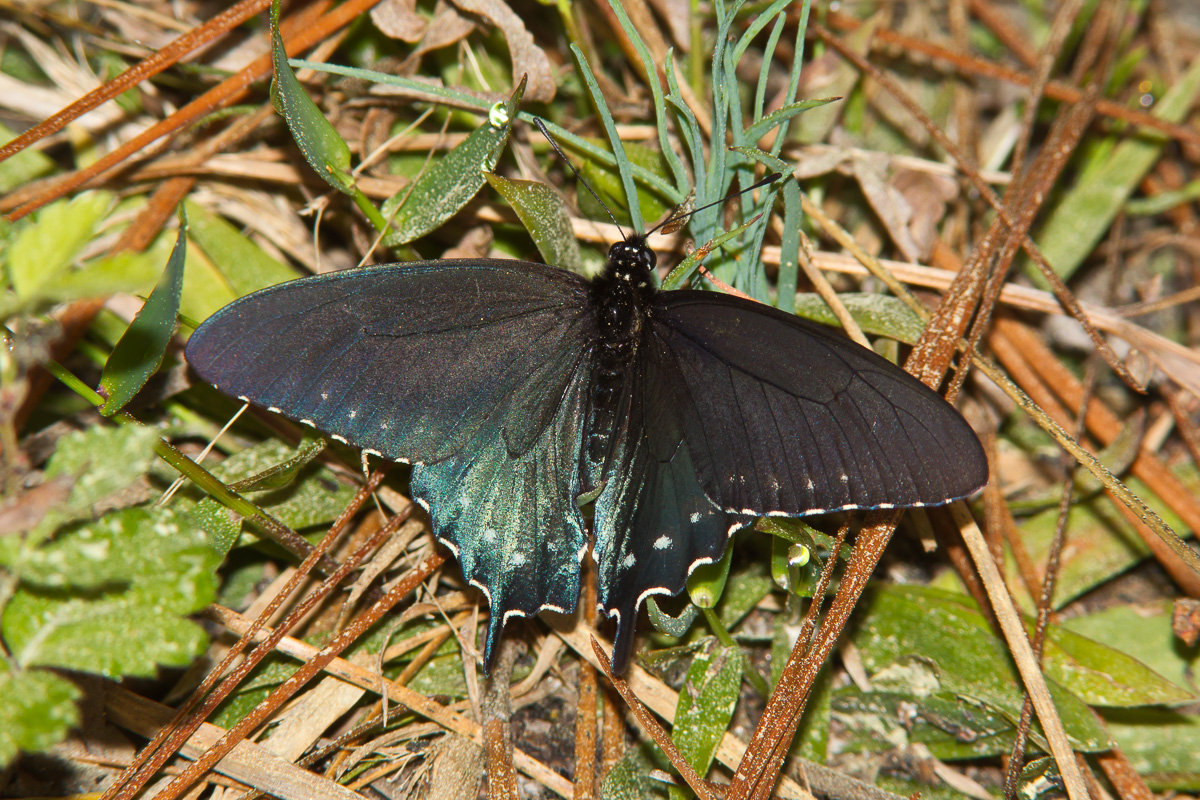 Pipevine Swallowtail (Battus philenor)