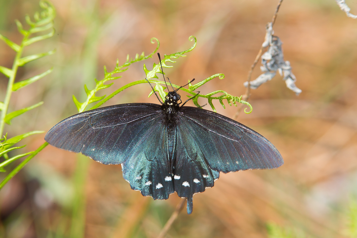 Pipevine Swallowtail (Battus philenor)
