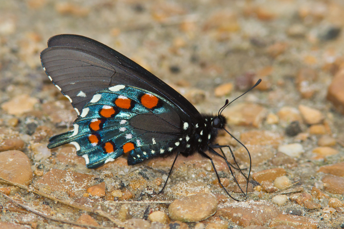 Pipevine Swallowtail (Battus philenor)