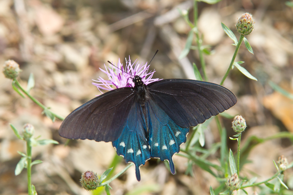 Pipevine Swallowtail (Battus philenor)