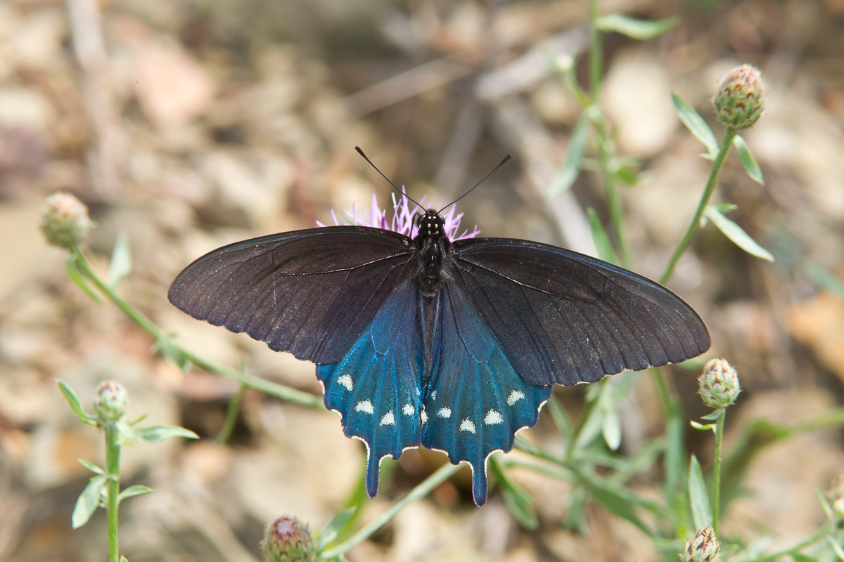 Pipevine Swallowtail (Battus philenor)