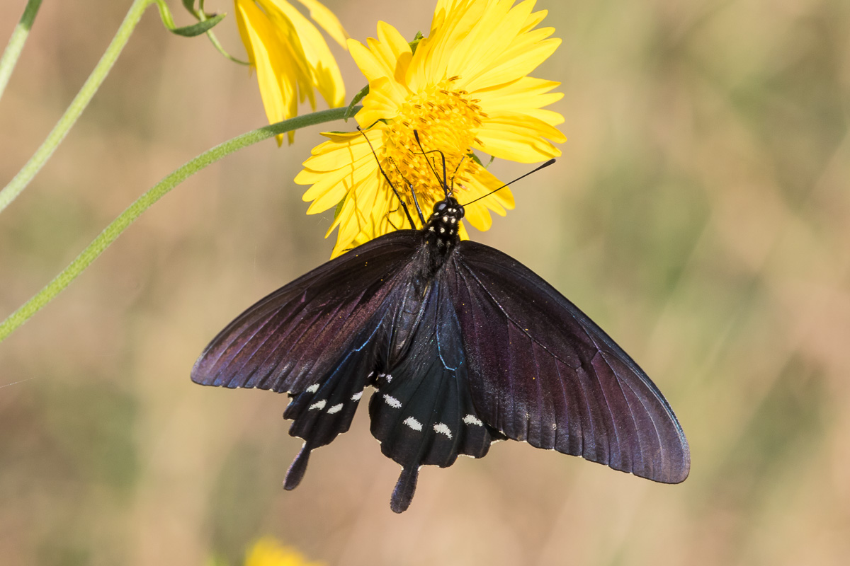 Pipevine Swallowtail (Battus philenor)
