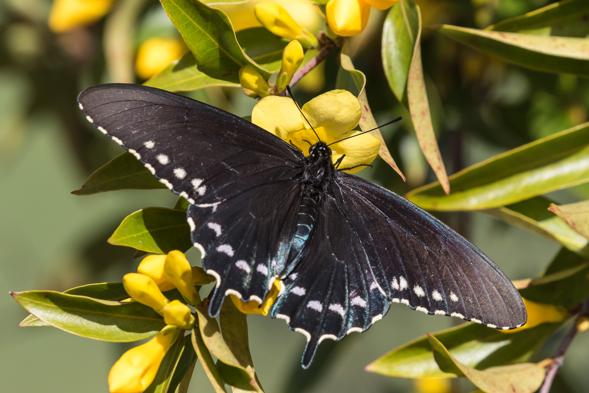 Pipevine Swallowtail (Battus philenor)