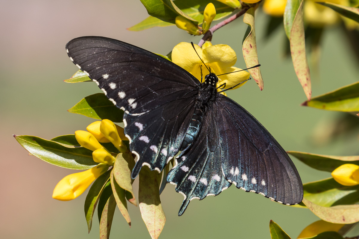 Pipevine Swallowtail (Battus philenor)