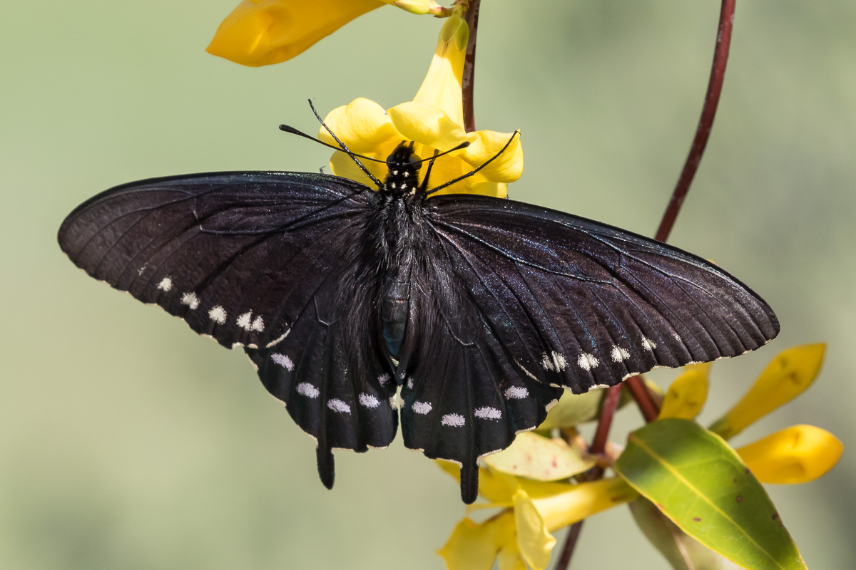 Pipevine Swallowtail (Battus philenor)