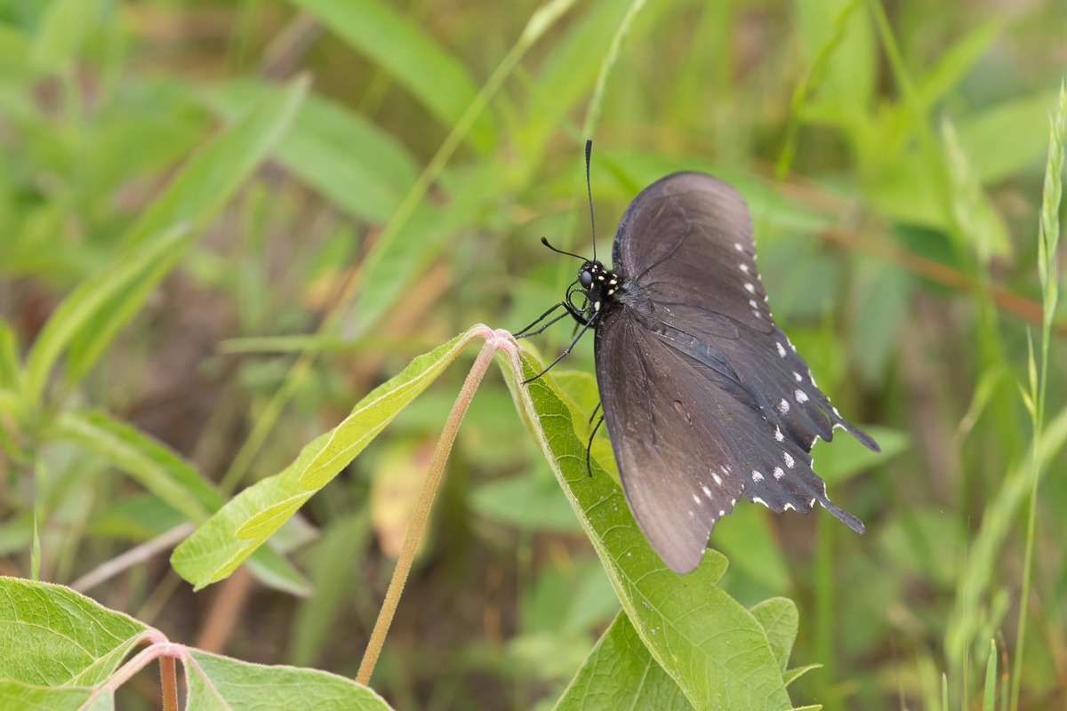 Pipevine Swallowtail (Battus philenor)