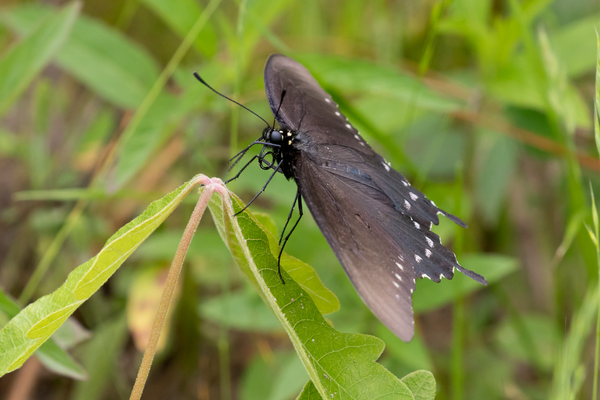 Pipevine Swallowtail (Battus philenor)