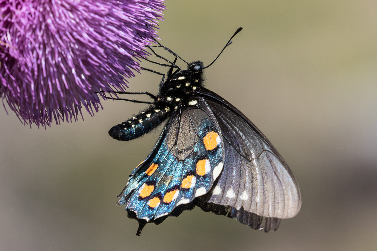 Pipevine Swallowtail (Battus philenor)