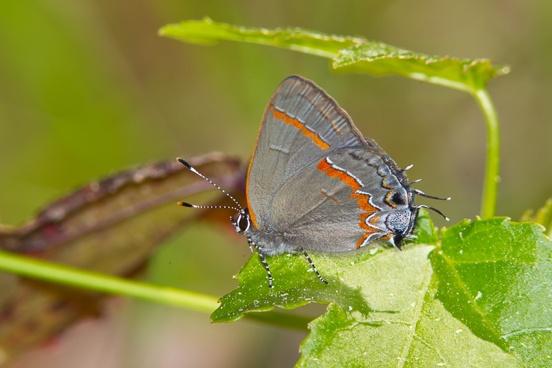 Red-banded Hairstreak (Calycopis cecrops)