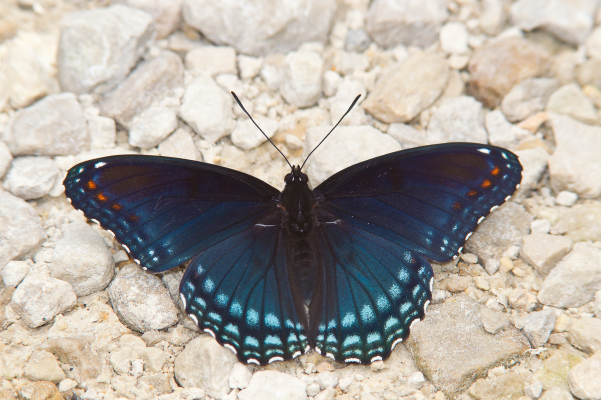 Red-spotted Purple (Limenitis arthemis astyanax) AKA Red-spotted Admiral