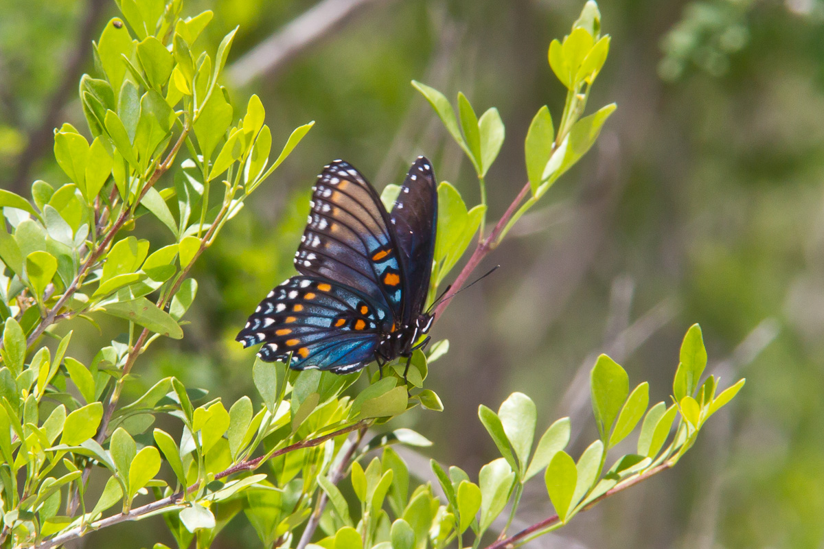Red-spotted Purple (Limenitis arthemis astyanax) AKA Red-spotted Admiral