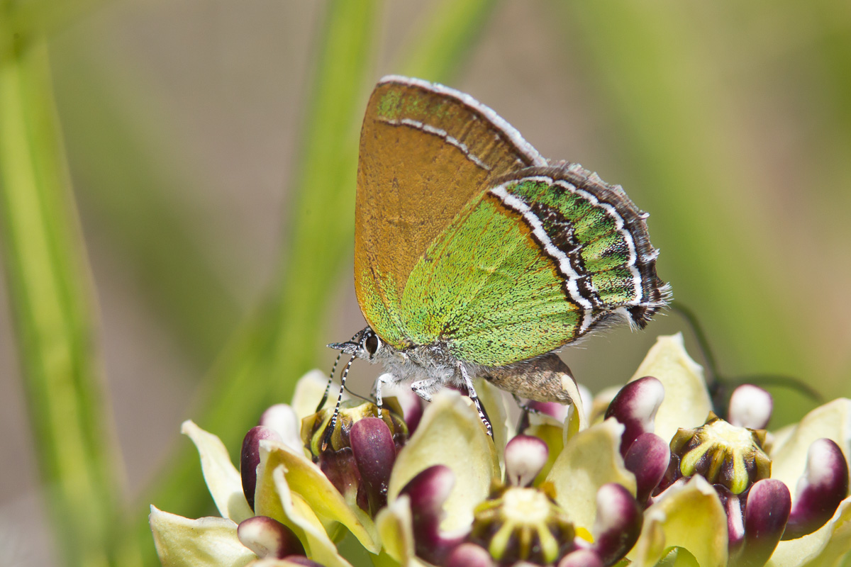 Sandia Hairstreak (Callophrys mcfarlandi)