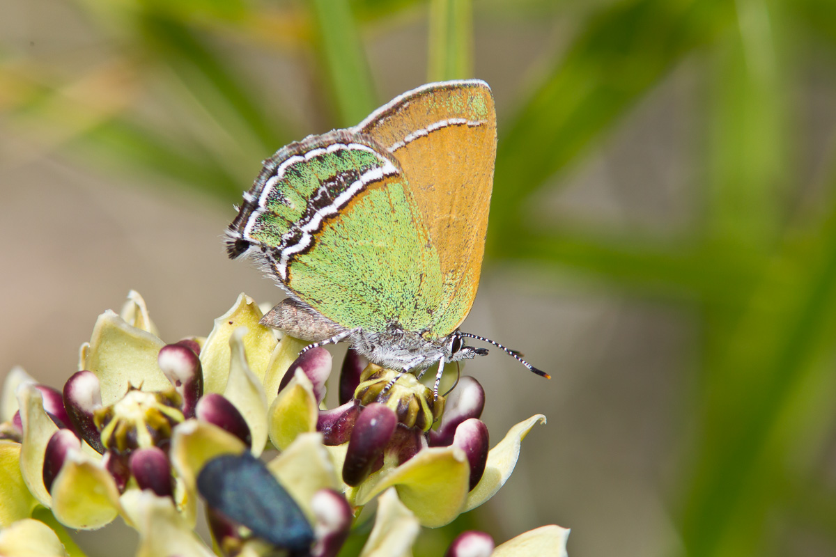 Sandia Hairstreak (Callophrys mcfarlandi)