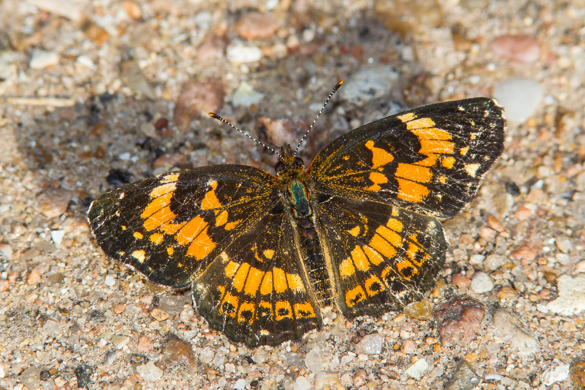 Silvery Checkerspot (Chlosyne nycteis)