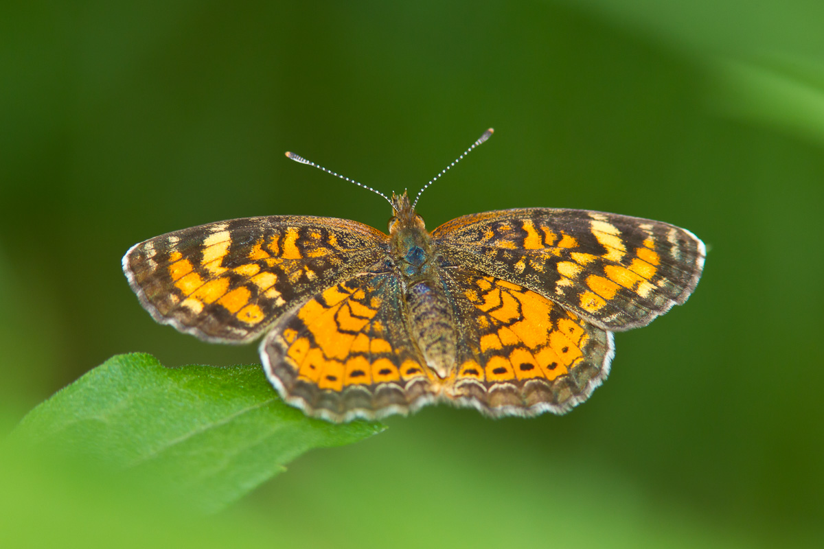 Tawny Crescent (Phyciodes batesii)