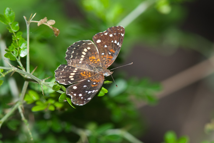 Texan Crescent (Anthanassa texana) AKA (Phyciodes texana)