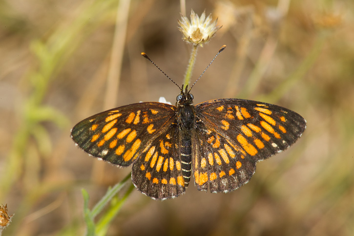 Theona Checkerspot (Thessalia theona)