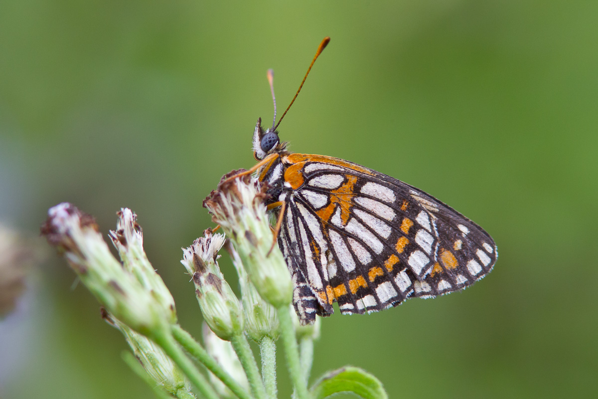 Theona Checkerspot (Thessalia theona)
