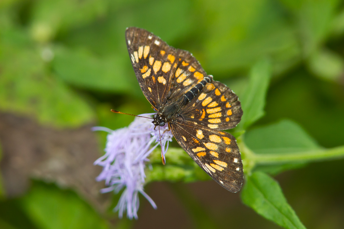 Theona Checkerspot (Thessalia theona)