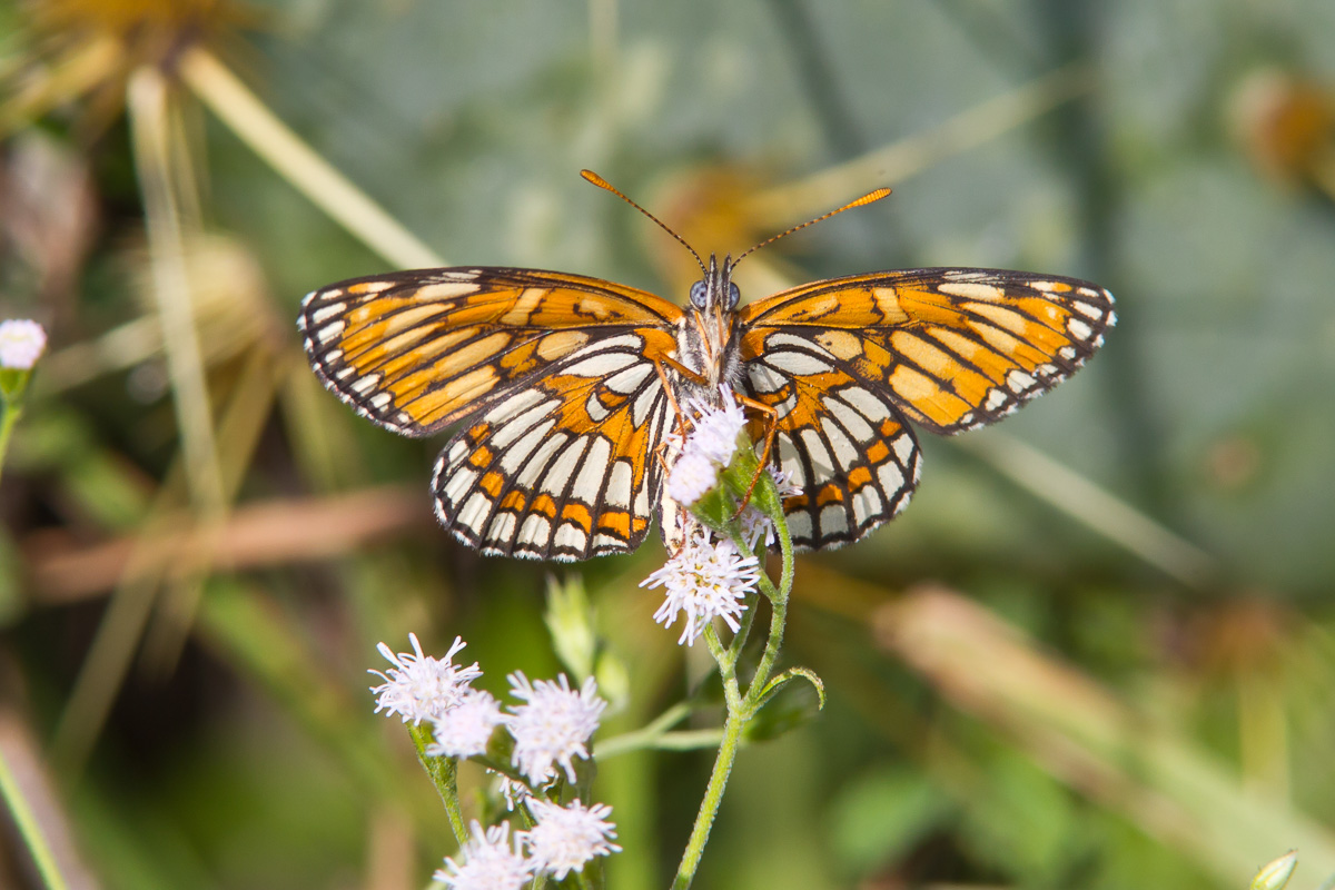 Theona Checkerspot (Thessalia theona)