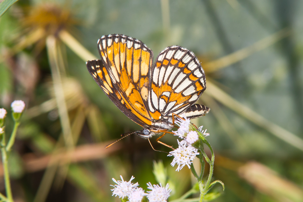 Theona Checkerspot (Thessalia theona)