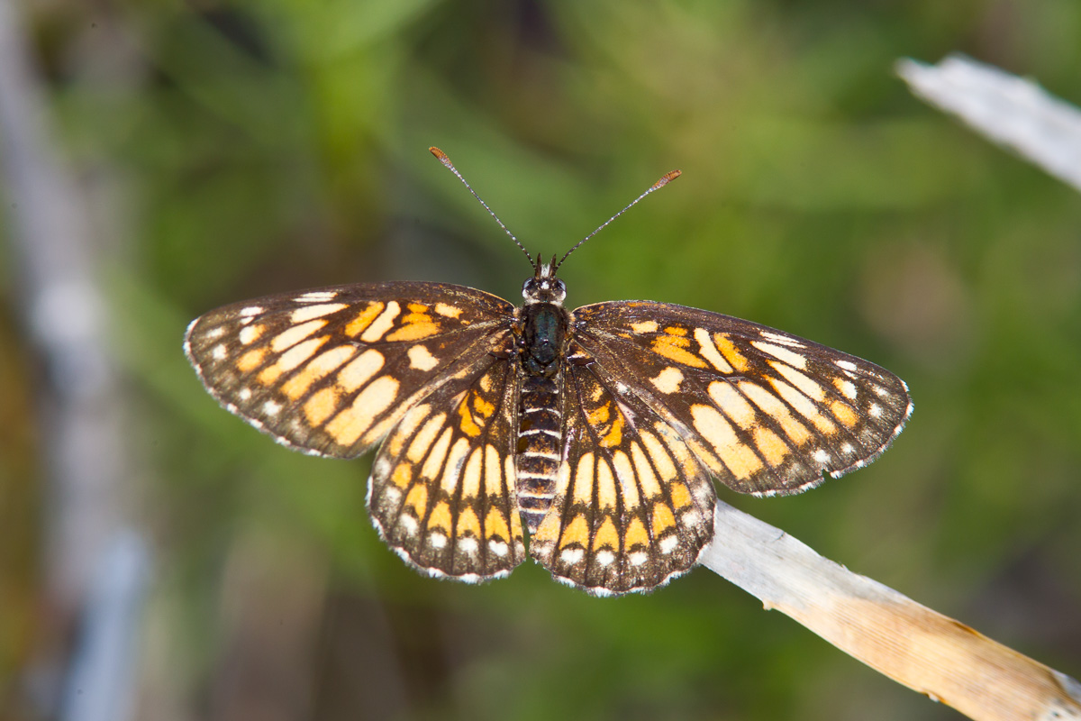 Theona Checkerspot (Thessalia theona)