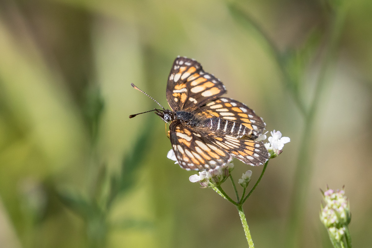Theona Checkerspot (Thessalia theona)