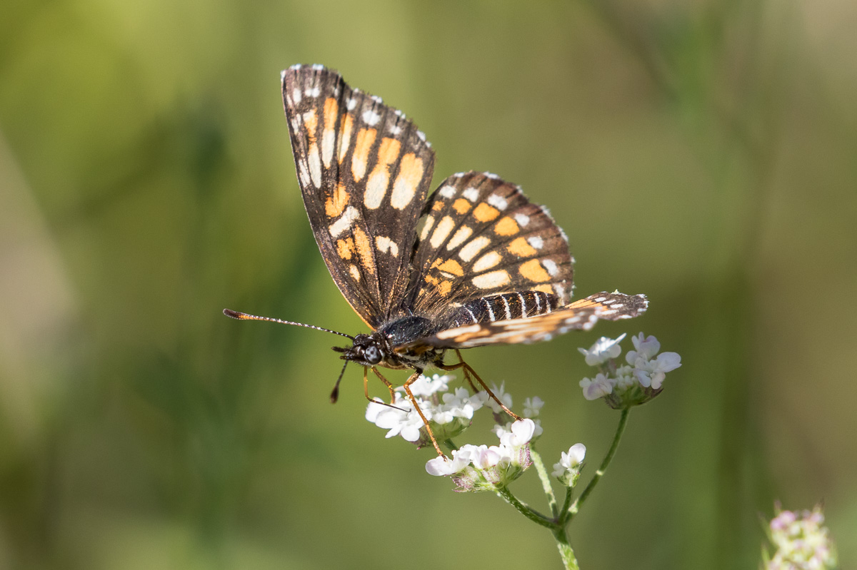 Theona Checkerspot (Thessalia theona)