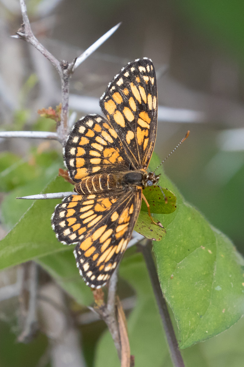 Theona Checkerspot (Thessalia theona)