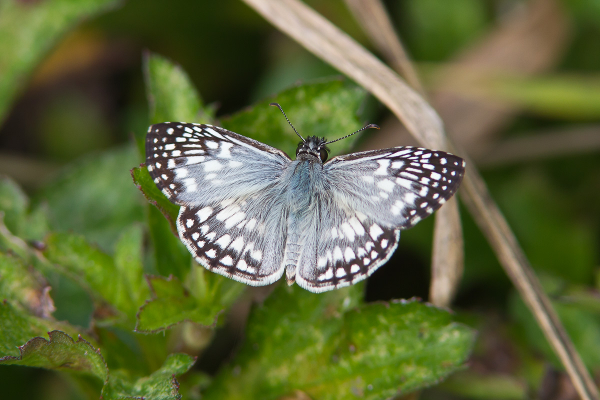 Tropical Checkered-Skipper (Pyrgus oileus)