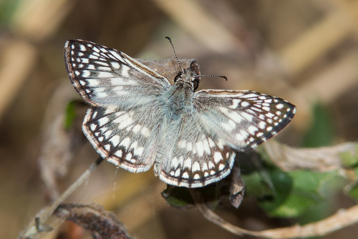 Tropical Checkered-Skipper (Pyrgus oileus)