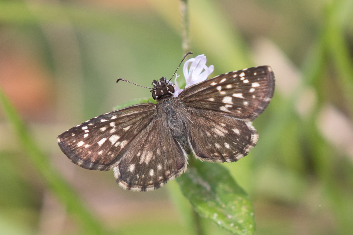 Tropical Checkered-Skipper (Pyrgus oileus)