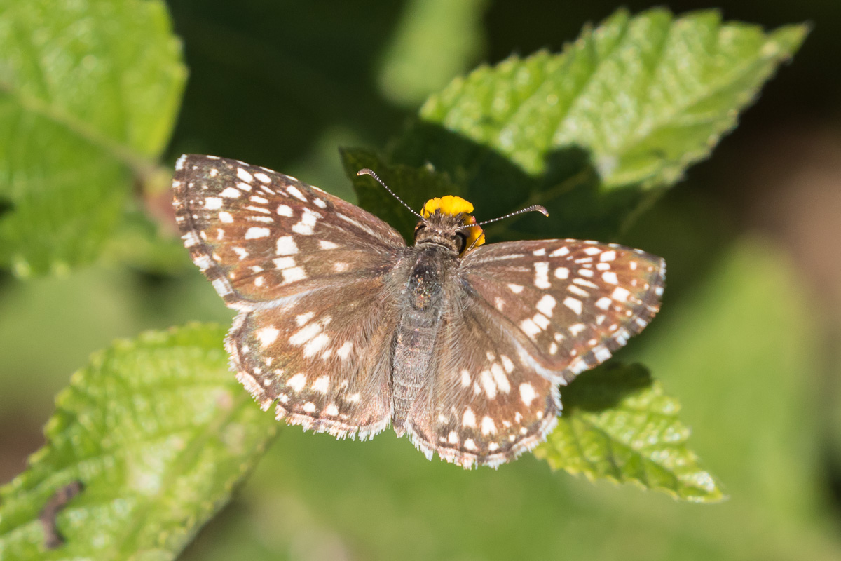 Tropical Checkered-Skipper (Pyrgus oileus)