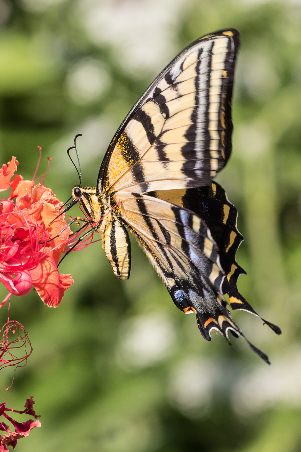 Two-tailed Swallowtail (Papilio multicaudita)