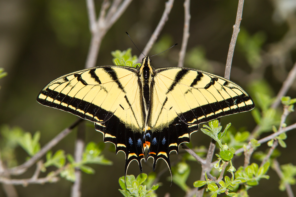Two-tailed Swallowtail (Papilio multicaudita)