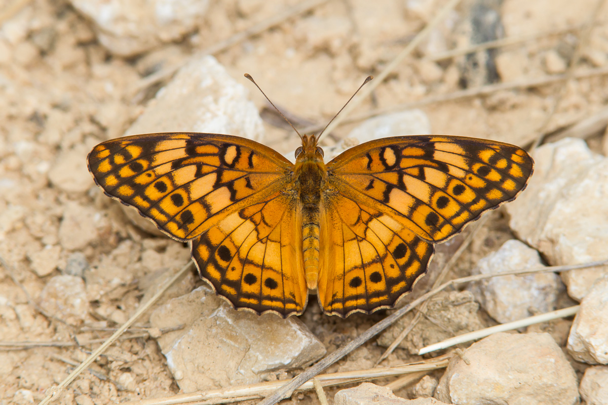 Variegated Fritillary (Euptoieta claudia)