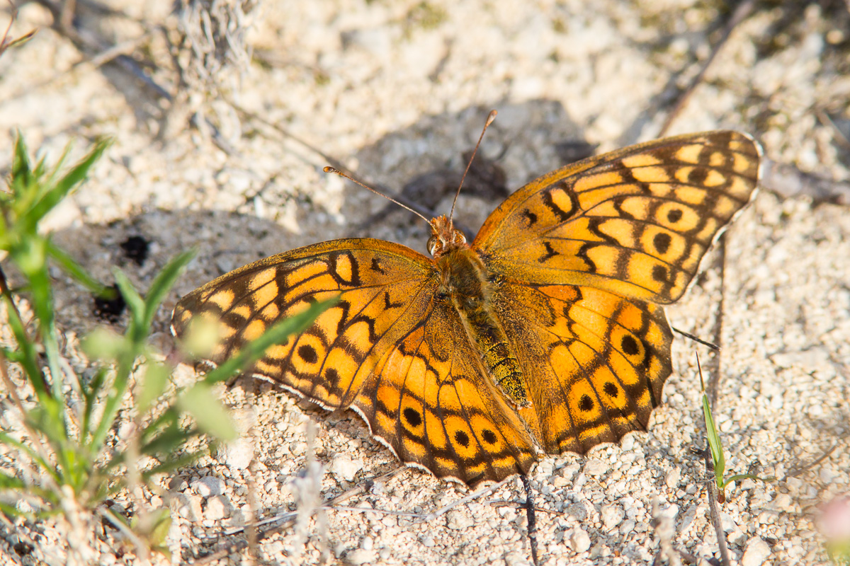 Variegated Fritillary (Euptoieta claudia)