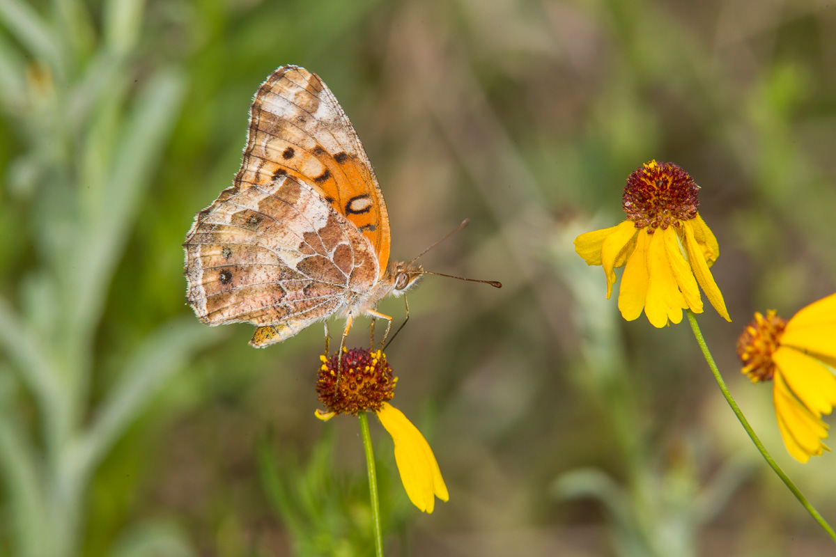 Variegated Fritillary (Euptoieta claudia)