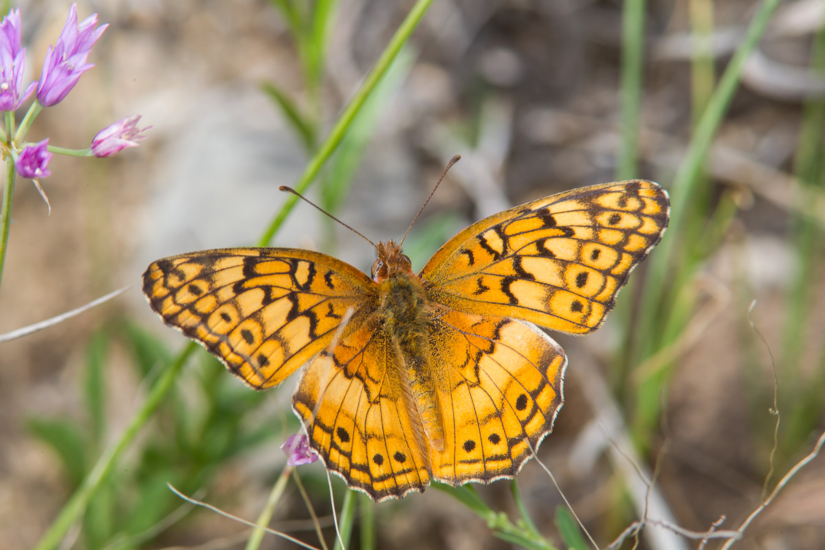 Variegated Fritillary (Euptoieta claudia)