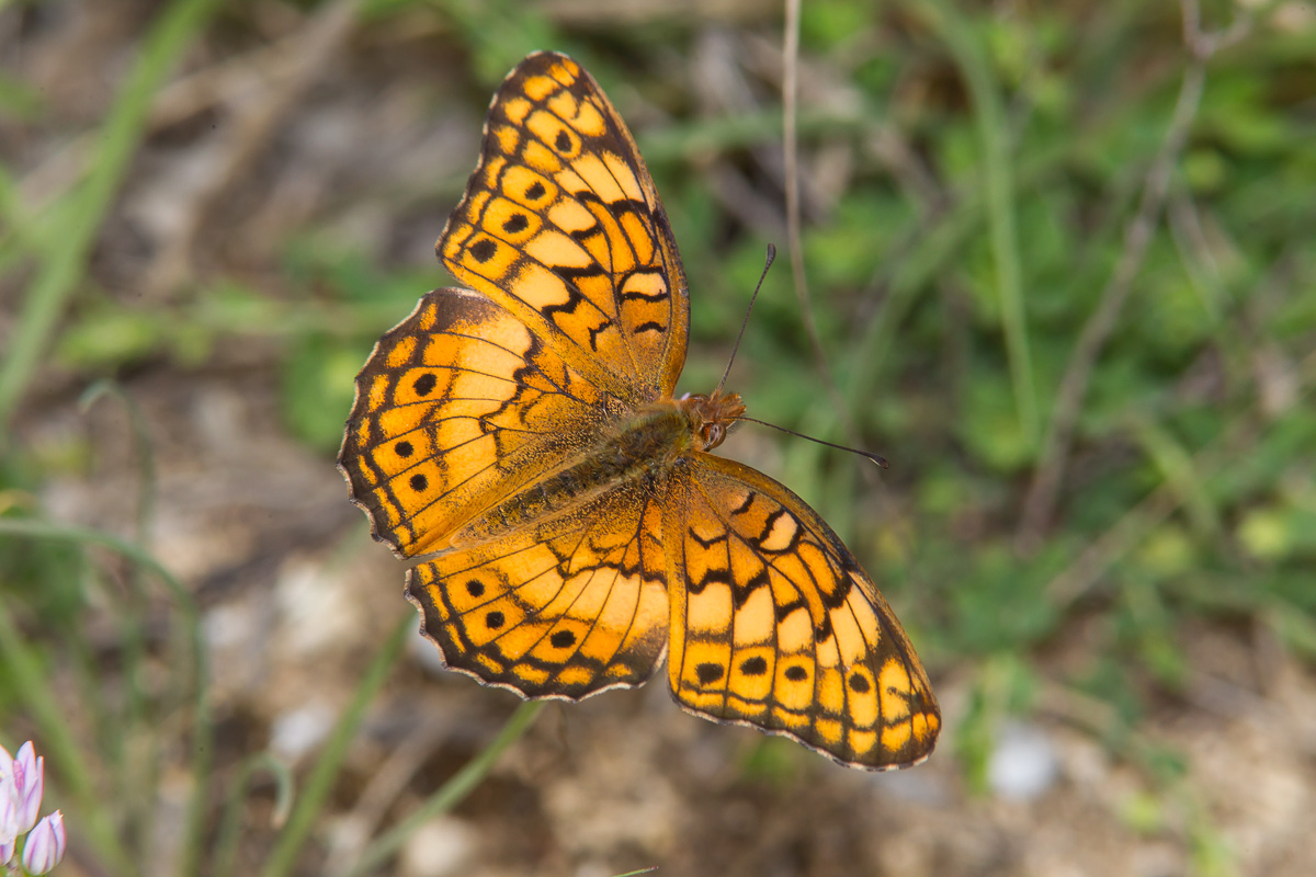Variegated Fritillary (Euptoieta claudia)